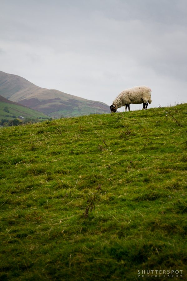 Lone Sheep | Shutterspot Photography