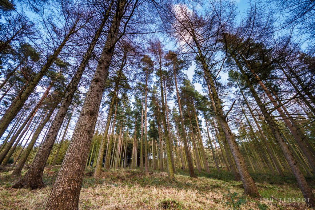 Tall Trees | Shutterspot Photography