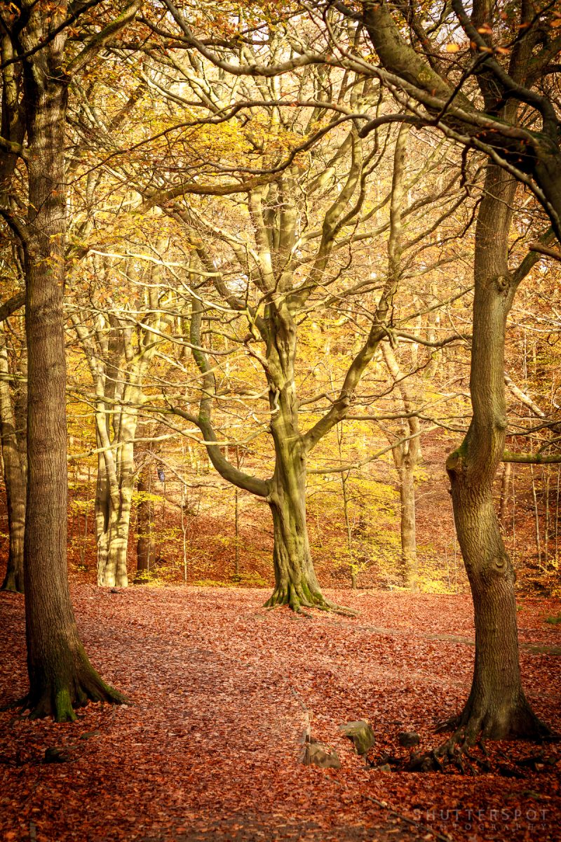 Tree In The Woods | Shutterspot Photography