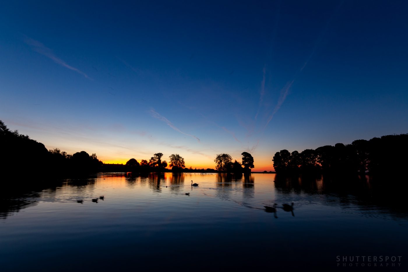 Birds on Harold Park | Shutterspot Photography